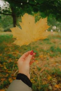 Amtrak Maple Leaf Schedule PDF | Train Timetables & Routes